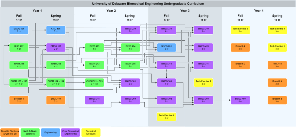 Undergraduate Program | Biomedical Engineering