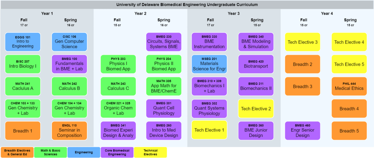 Undergraduate Program | Biomedical Engineering